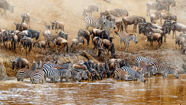 The Great Migration safari Kenya 2026 & River Crossings (July – October)