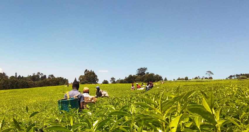 1 Day Kiambethu Tea Farm – Entice Africa Safaris